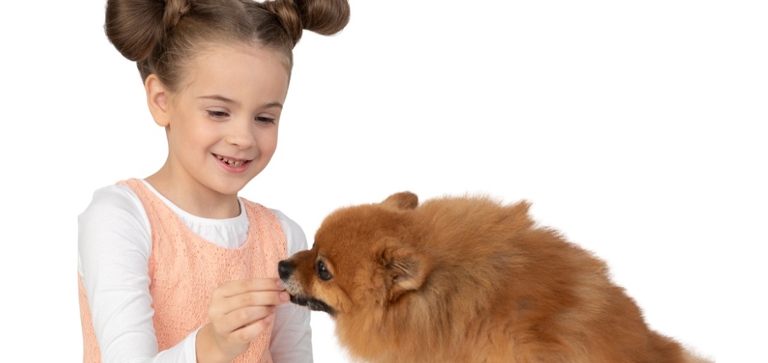 Pamper your pet correctly: how can you treat a dog without harm to health?